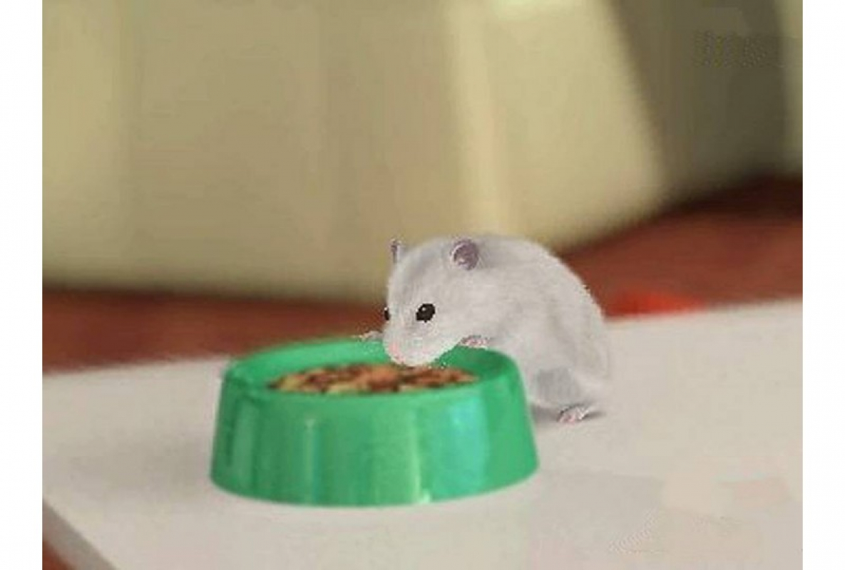 Купить Petz: My Baby Hamster для PSP в наличии СПБ PiterPlay.com